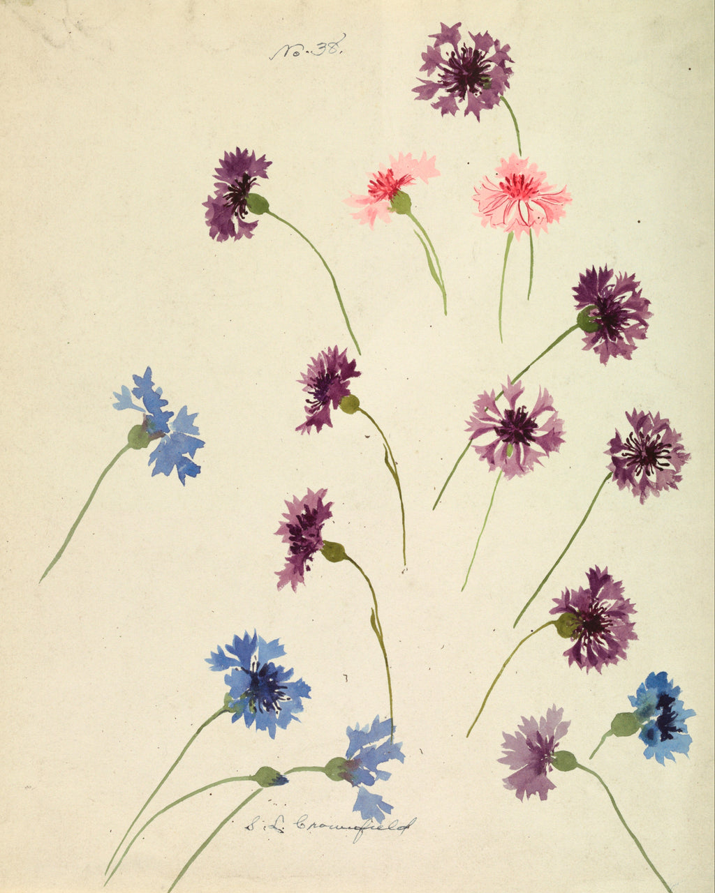 Study of Cornflowers Print, Late 19th Century – Abigail Bell